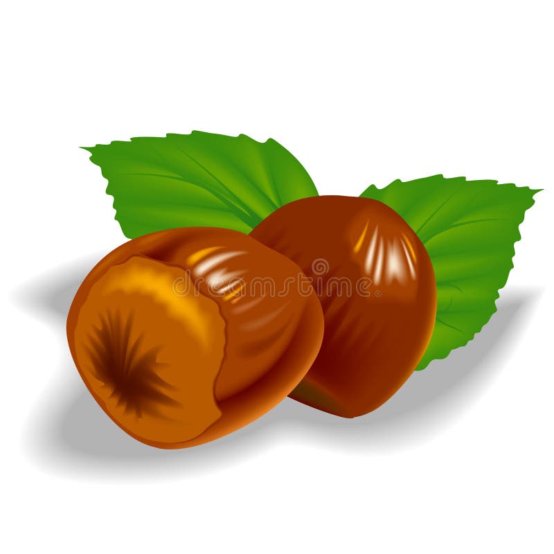 Hazelnut stock vector. Illustration of filbert, nourishment - 1754712