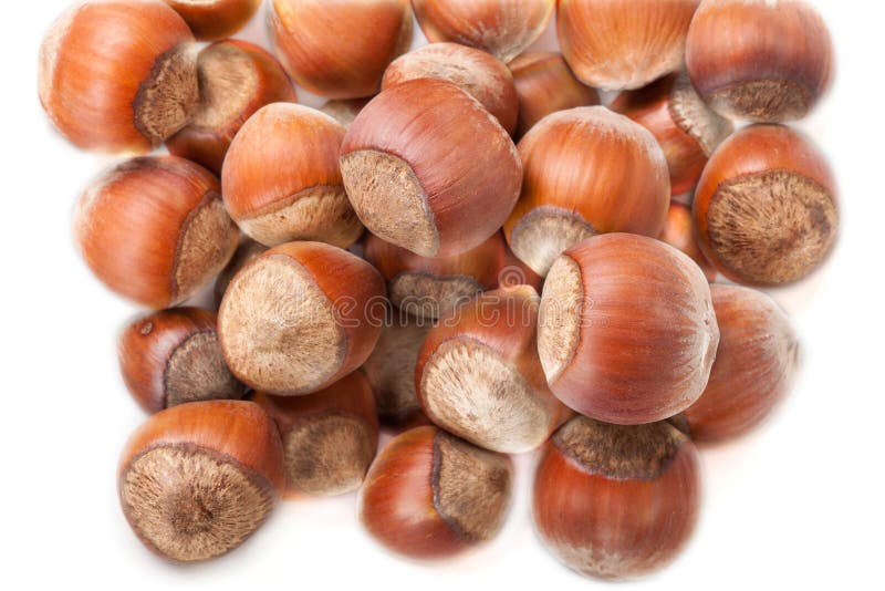Hazelnut stock photo. Image of food, drink, nutshell - 17818406