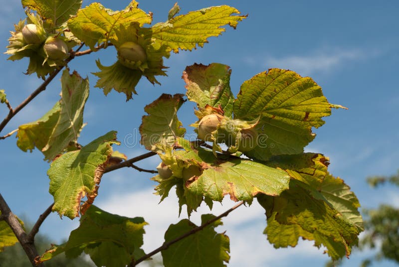 Mature Hazelnut, Corylus Avellana In A Arboretum Stock Photo - Image of ...