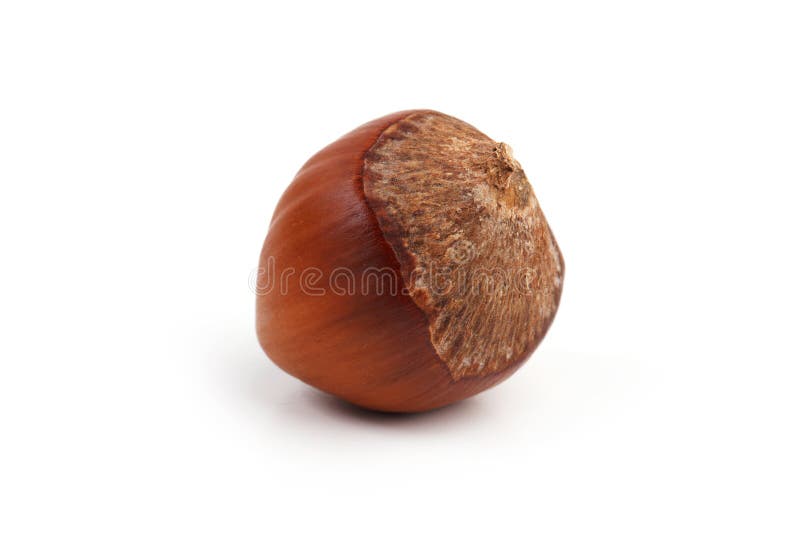 Single fresh Hazelnut stock photo. Image of healthy, organic - 29916954