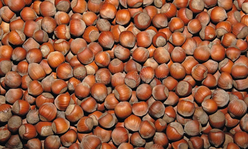 Chestnut stock photo. Image of shell, chestnut, castanea - 23191826