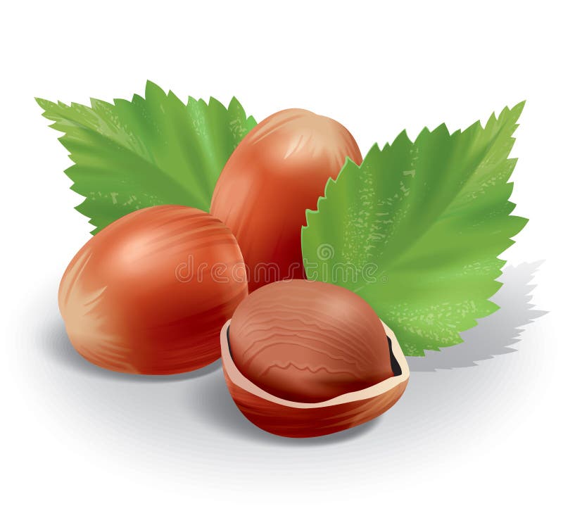 Hazelnut stock vector. Illustration of filbert, nourishment - 1754712