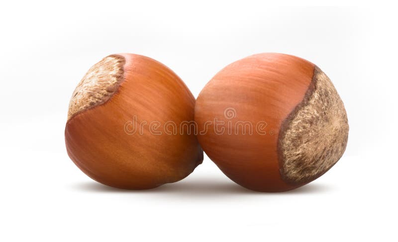 Acorn stock image. Image of white, background, seed, forest - 1975441