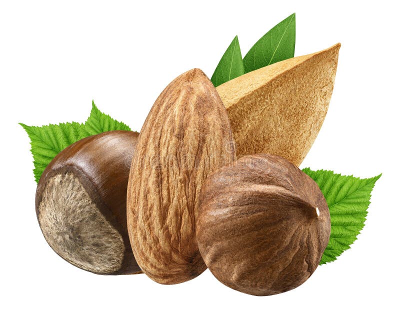 Hazelnut and Almond Isolated Closeup with Leaf As Package Design ...