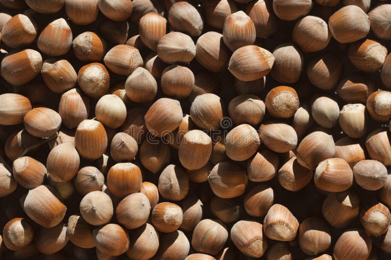 Hazelnut background stock image. Image of group, closeup - 16579069