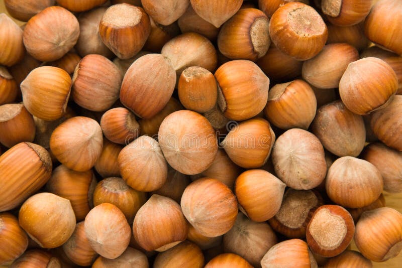 Hazelnut background stock image. Image of shell, hard - 7115137