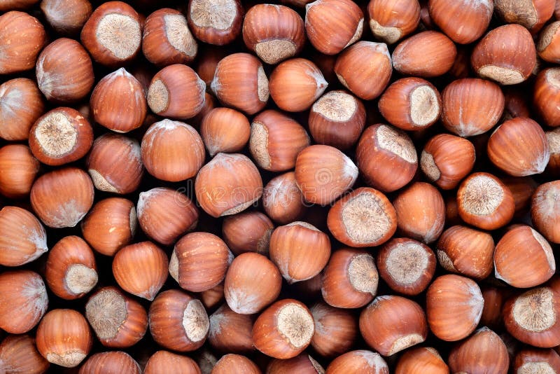 Hazelnut background stock image. Image of tasty, group - 28310781