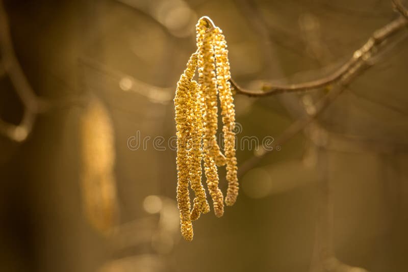 Hazelnut Bloom in Winter in Germany Stock Photo - Image of plant ...