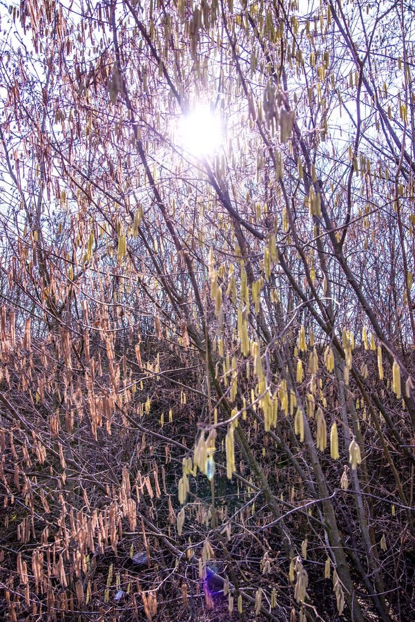 Hazelnut Blossom in Back Light Stock Photo - Image of color, nature ...