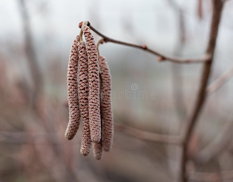 Hazelnut Blossom on Tree Branches in Early Spring. Stock Photo - Image ...