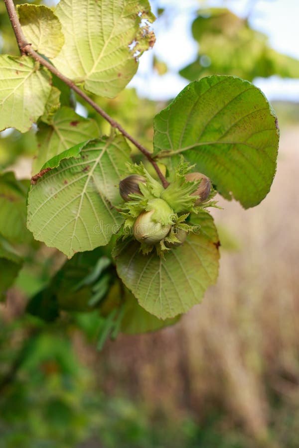 Hazelnut on a branch stock image. Image of nutty, plant - 272459071