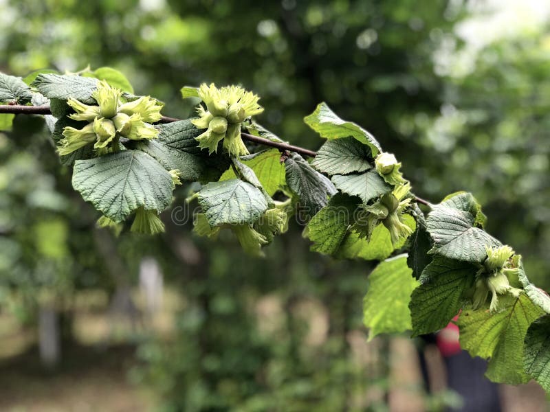 A Hazelnut Branch in the Hazelnut Garden Stock Image - Image of nature ...