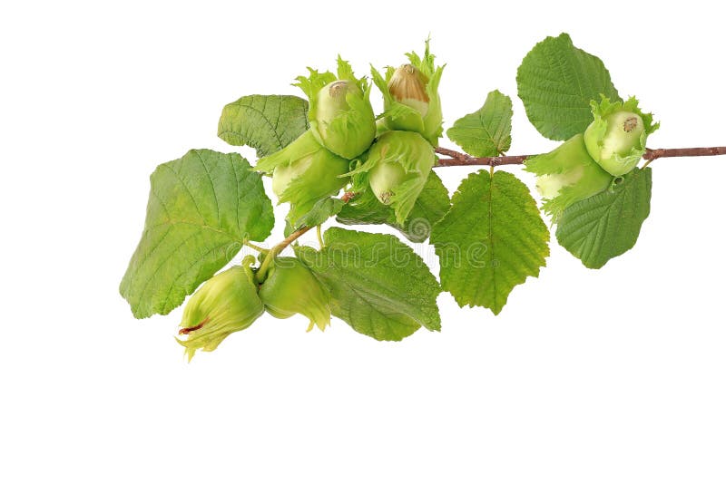 Hazelnut Branch stock photo. Image of spring, tree, winter - 177479390