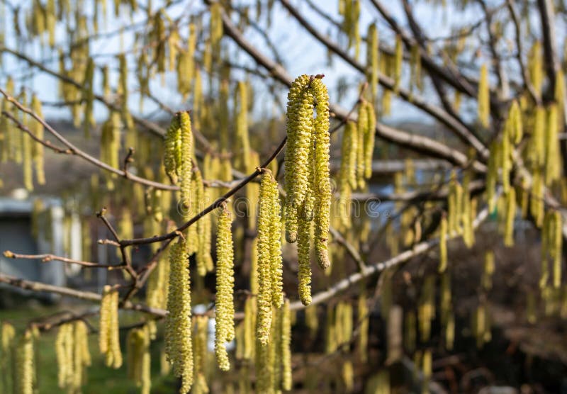 Hazelnut Bush Blossom in Spring Stock Photo - Image of blooming, flora ...