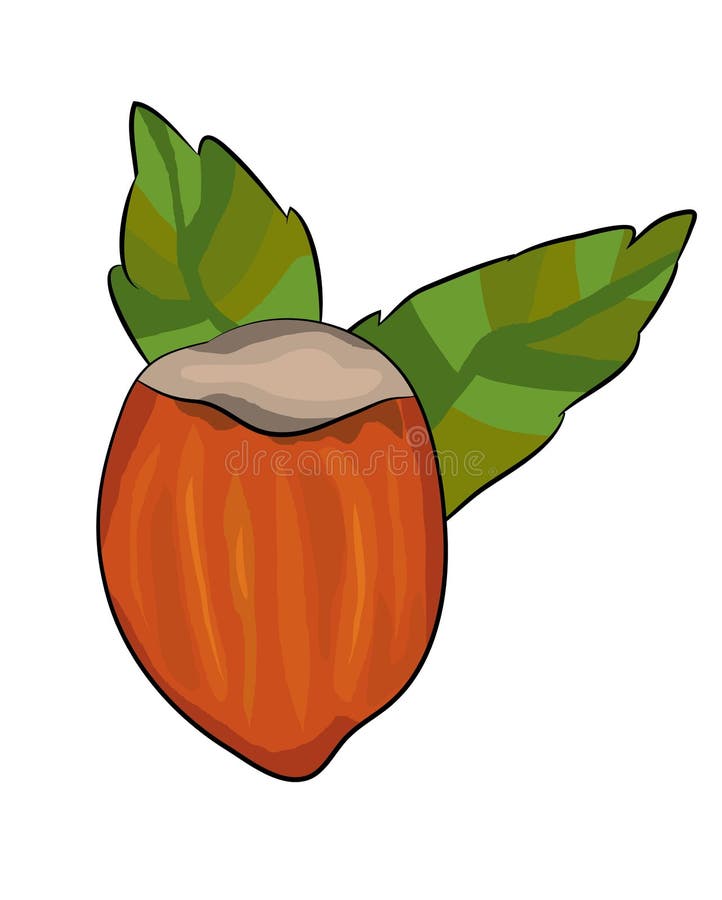Hazelnut cartoon stock illustration. Illustration of graphics - 47930609