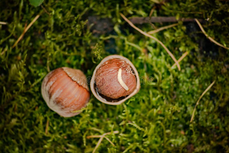 Rotten Hazelnut Stock Photos - Free & Royalty-Free Stock Photos from ...