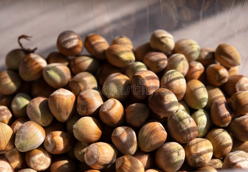 Hazelnut in a Container in a Sunny Day Stock Photo - Image of ...