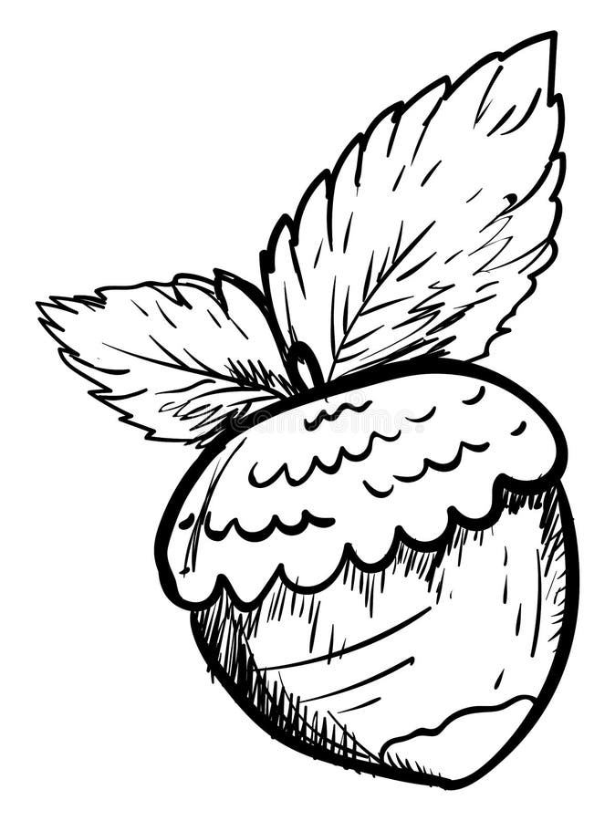Hazelnut Drawing Stock Illustrations – 3,902 Hazelnut Drawing Stock ...