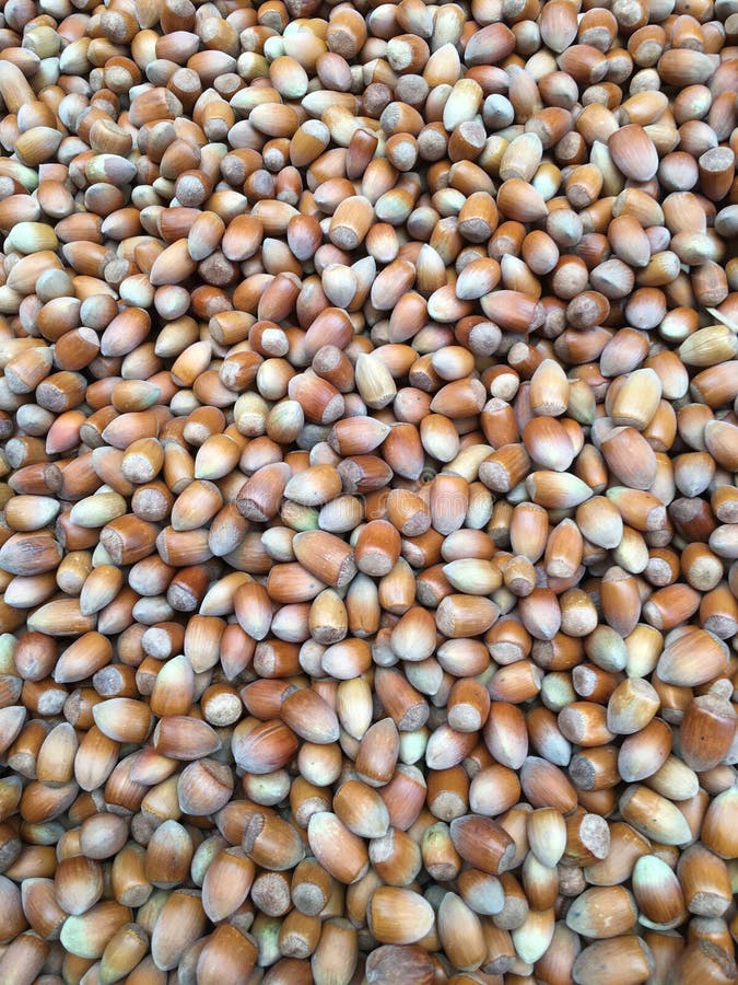 Hazelnut Filbert Trees in an Orchard in the Willamette Valley Stock ...