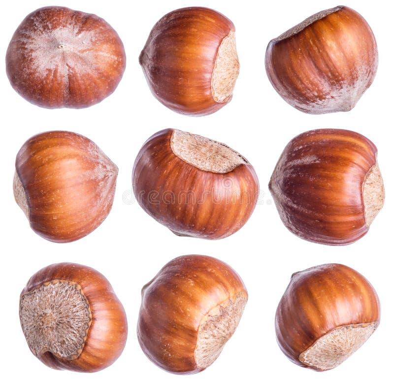 Filbert stock photo. Image of close, object, filbert, separately - 8372866