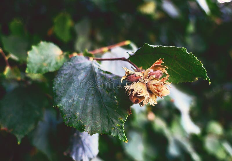 Hazelnut (filbert, Hazel) Growing on Tree. Hazelnuts or Cobnuts with ...