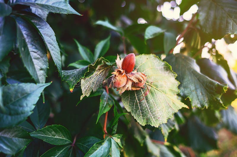 Hazelnut Filbert, Hazel Growing on Tree. Hazelnuts or Cobnuts with ...