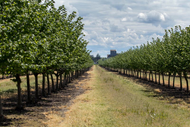 Hazelnut Filbert Trees in an Orchard in the Willamette Valley Stock ...