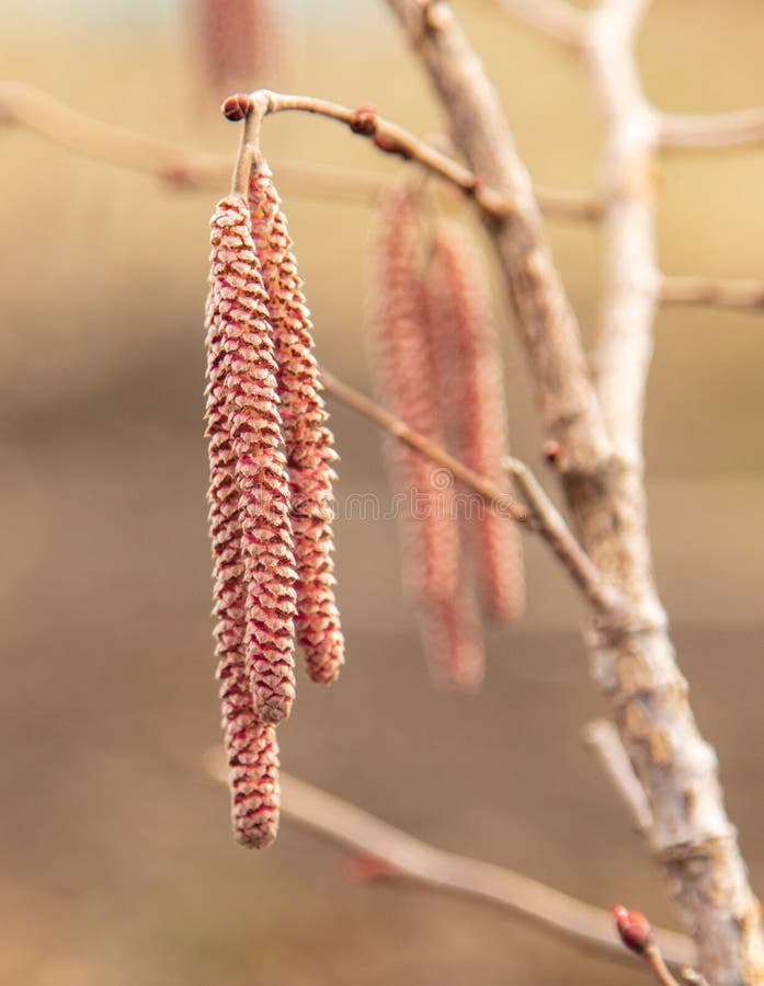 Hazelnut Flowers on a Tree Branch Stock Image - Image of branch ...