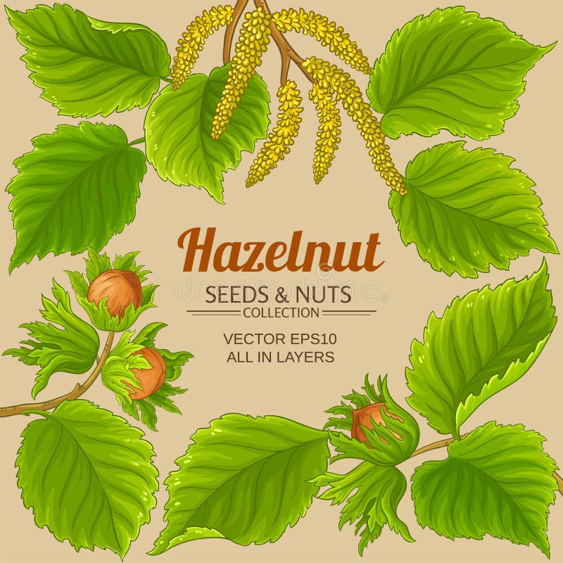 Hazelnut Flower Stock Illustrations – 580 Hazelnut Flower Stock ...