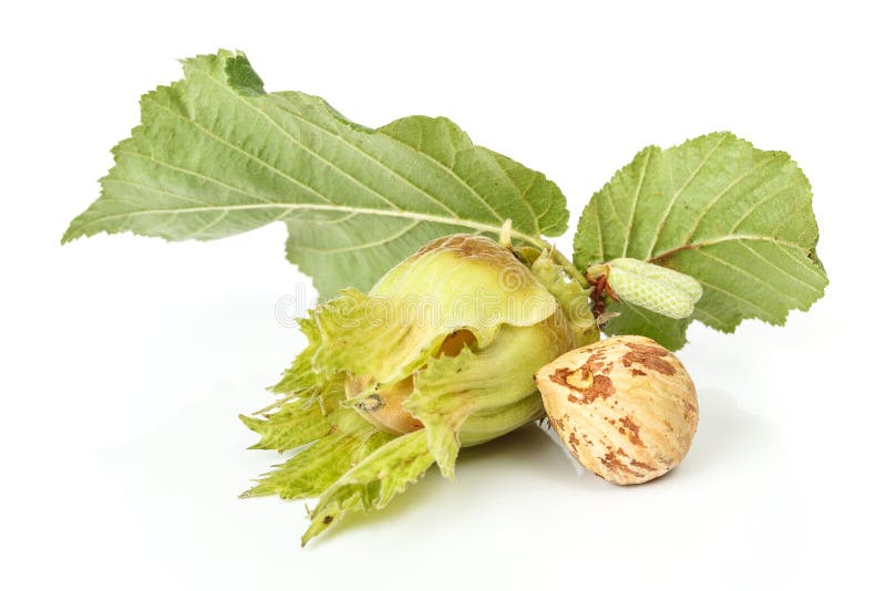 1,506 Hazelnut Husk Stock Photos - Free & Royalty-Free Stock Photos ...