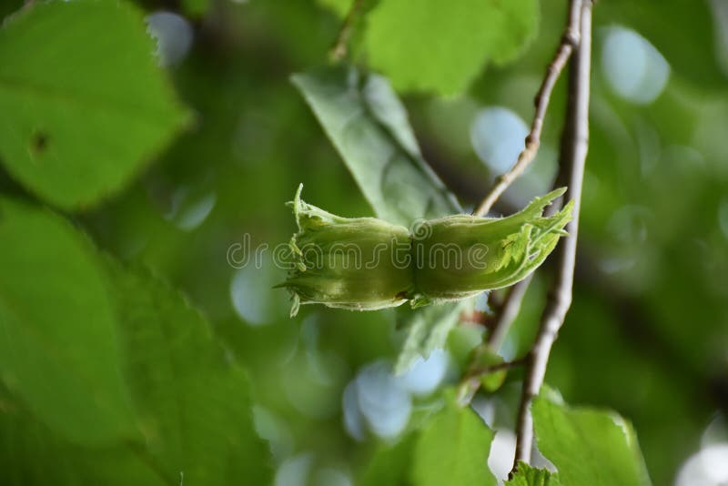 A Close-up and Horizontal View of the Hazelnut Stock Image - Image of ...