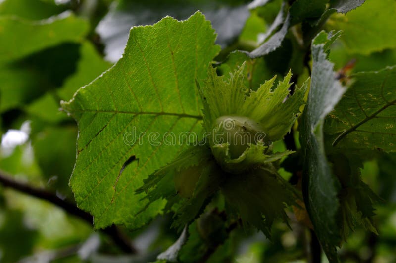 Hazelnut fruit stock photo. Image of details, plant - 189012372