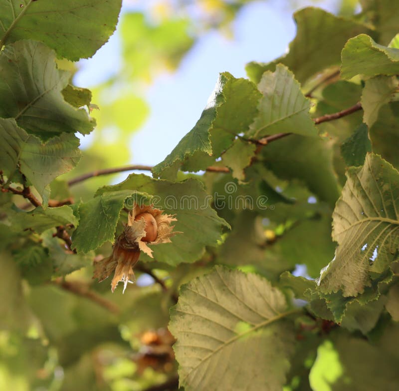 Hazelnut fruit on the Tree stock photo. Image of cultivated - 336626732