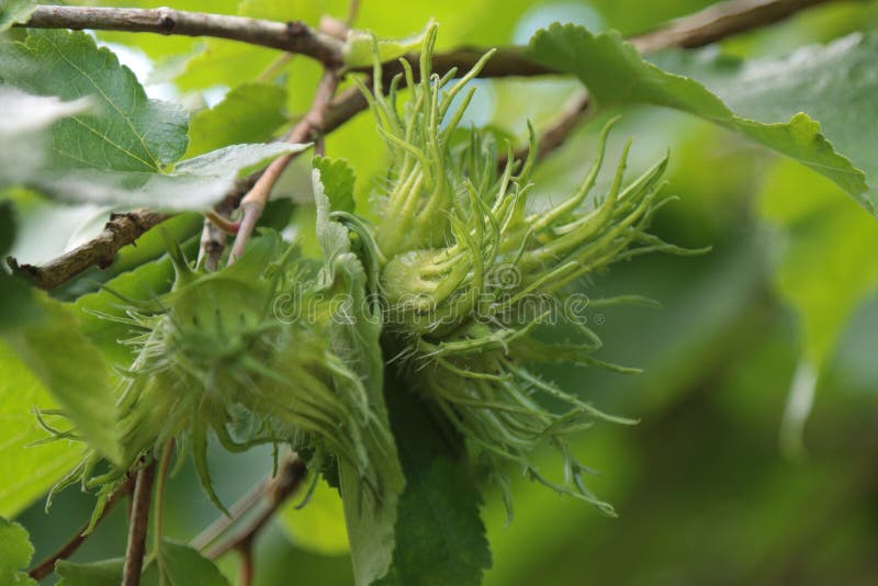 Hazelnut Fruits on the Tree Stock Image - Image of food, leaves: 243078323