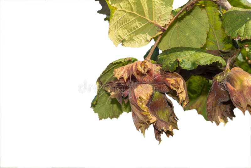 Hazelnut on a green branch stock image. Image of color - 125616533