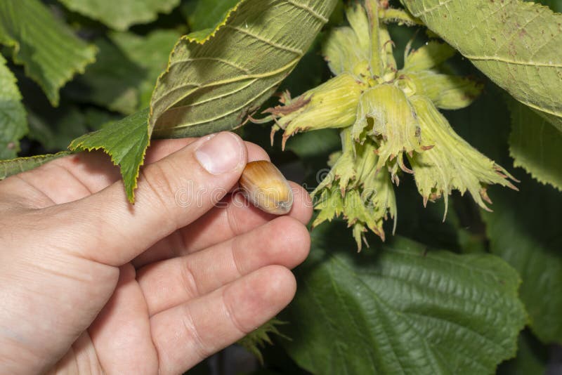 Hazelnut Garden. Hazelnuts in a Green Shell on the Branches in the Hand ...