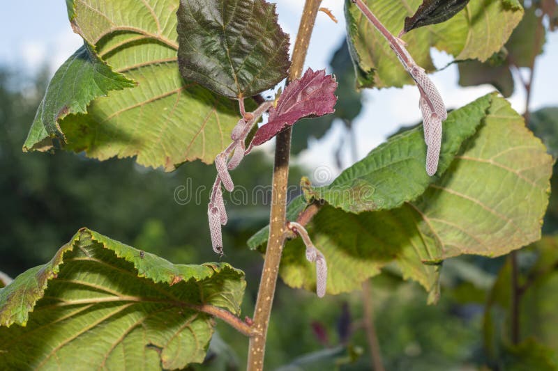 Hazelnut Garden. Hazelnuts in a Green Shell on the Branches in the Hand ...