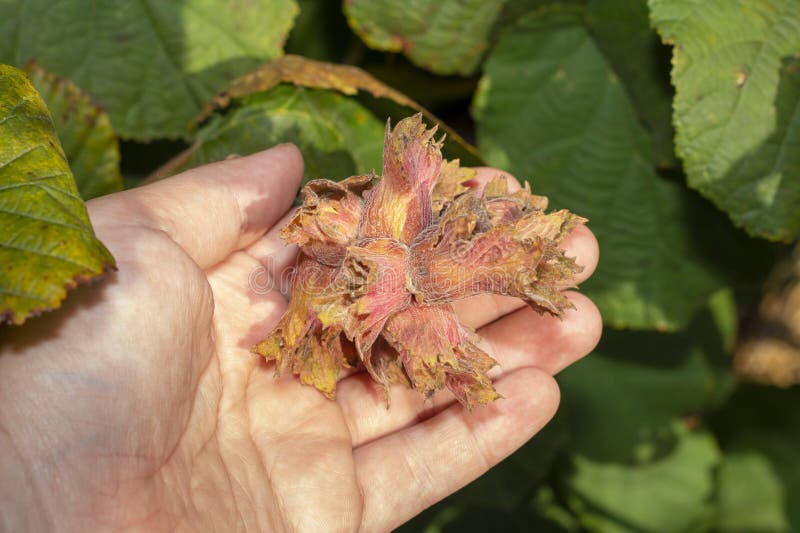 Hazelnut Garden. Hazelnuts in a Green Shell on the Branches in the Hand ...