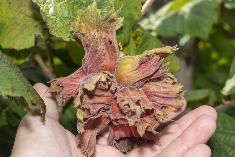 Hazelnut Garden. Hazelnuts in a Green Shell on the Branches in the Hand ...