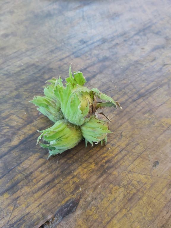 Hazelnut in green shell stock photo. Image of animal - 357172498