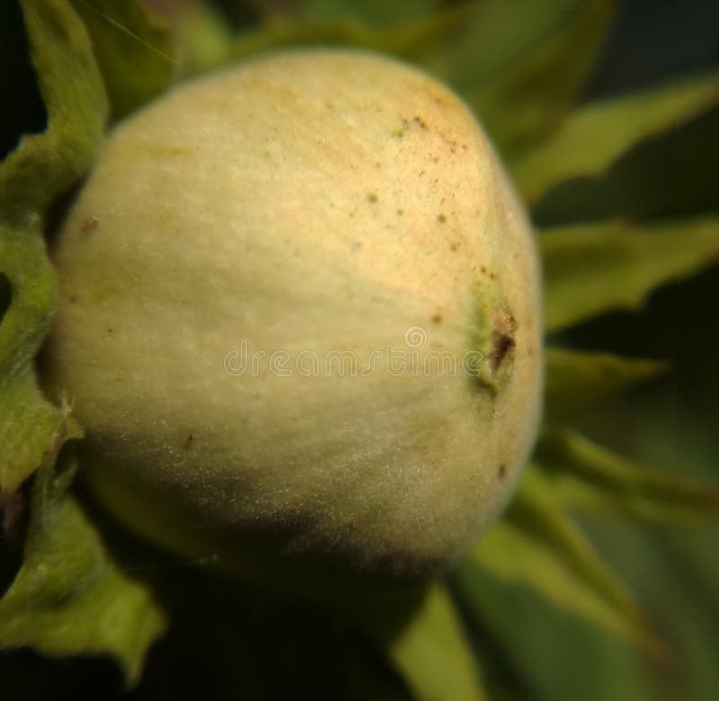 Hazelnut in Green Shell at High Magnification Stock Image - Image of ...