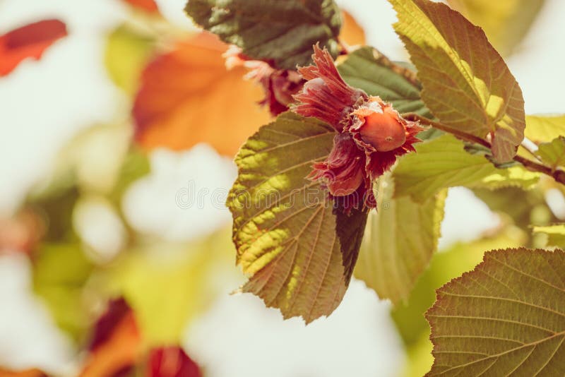 Hazelnut Grow on Tree in Garden Stock Image - Image of nuts, summer ...