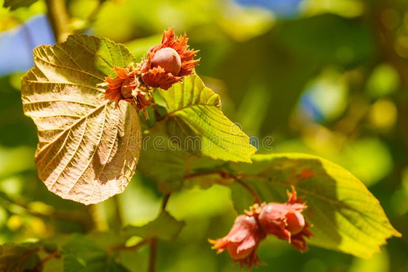Hazelnut Grow on Tree in Garden Stock Photo - Image of hazelnut, grow ...