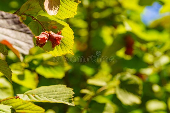 Hazelnut Grow on Tree in Garden Stock Image - Image of cobnut, hazel ...