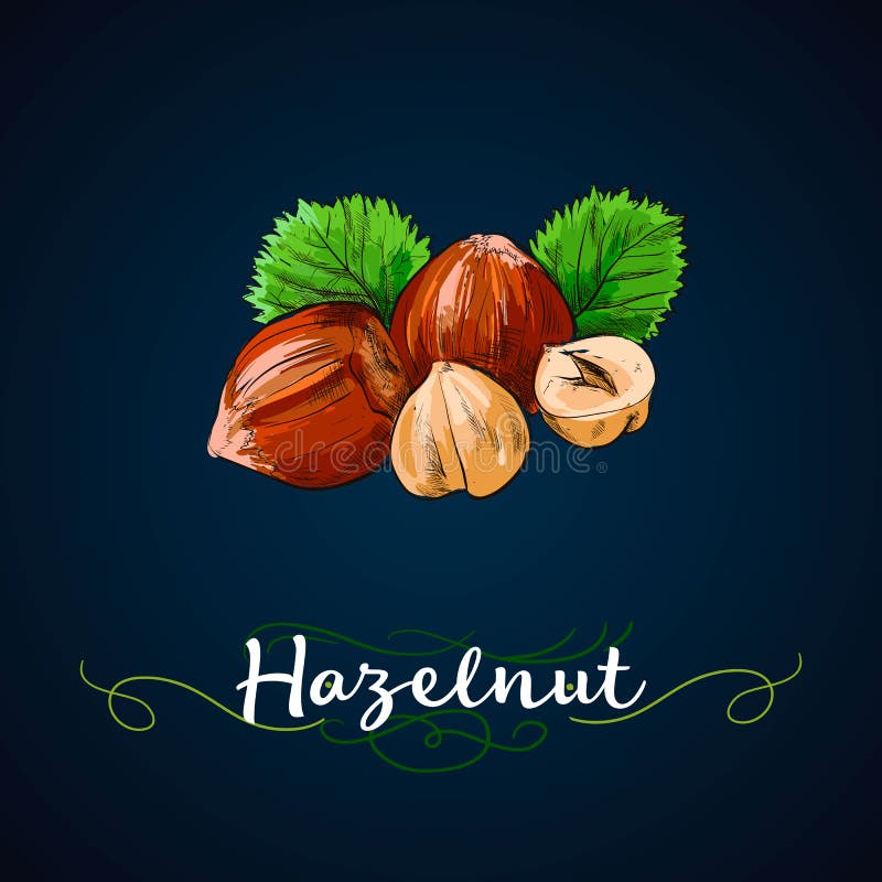 Hazelnut Hand Illustration. Set of Hazelnuts Icons Isolated on White ...