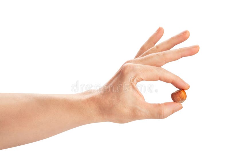 Hazelnut in Hand Path Isolated Stock Photo - Image of ripe, nutrient ...