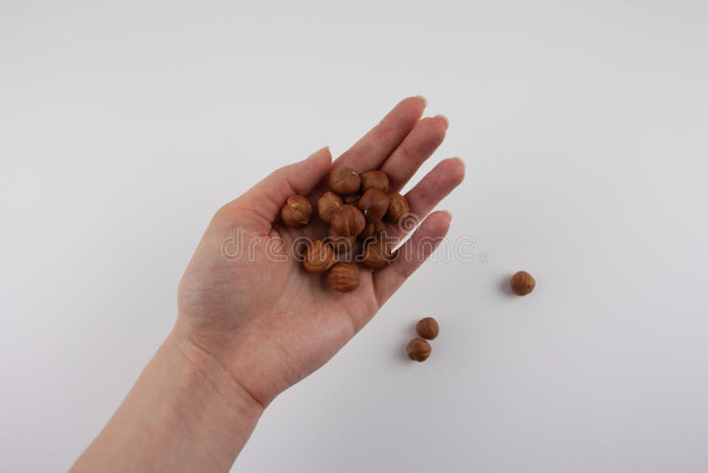 Hazelnut in Hand on a White Background. Stock Photo - Image of ...