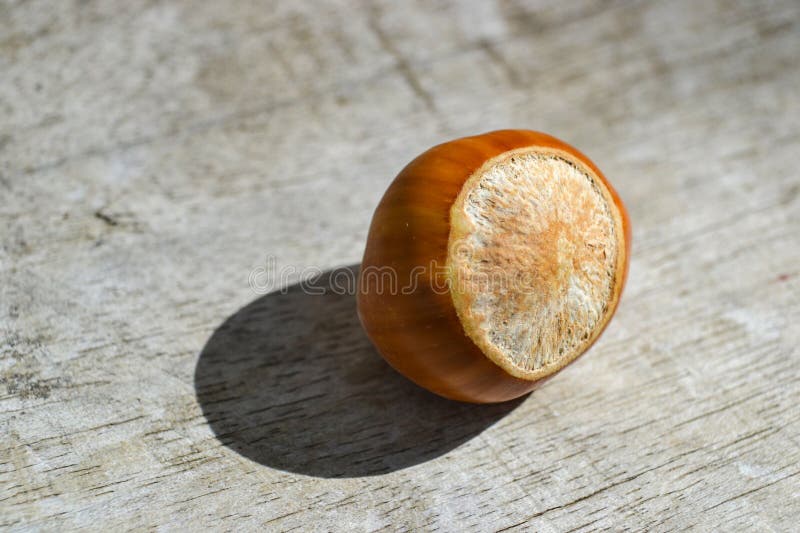 Hazelnut stock image. Image of yellow, leaf, food, wood - 337378245
