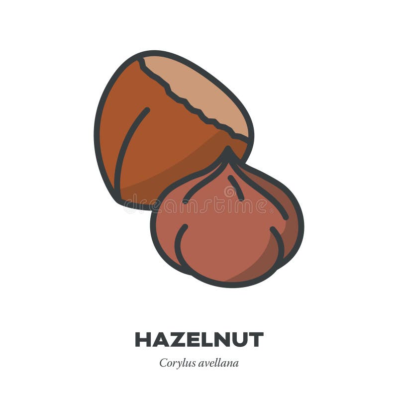Hazelnut Icon, Filled Outline Style Vector Stock Vector - Illustration ...