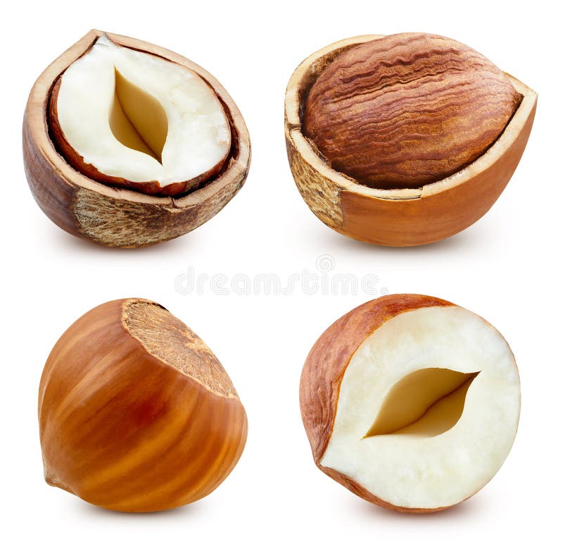 Hazelnut Isolated on White Background Stock Illustration - Illustration ...